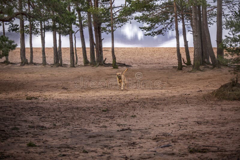 Labrador Running between Trees Stock Photo - Image of landscape ...