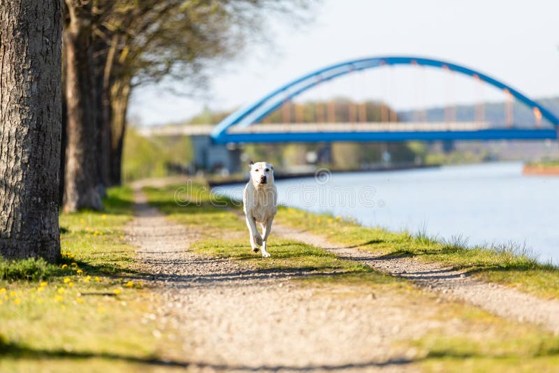 Labrador Runs Fast on a Path Stock Image - Image of labrador, runs ...