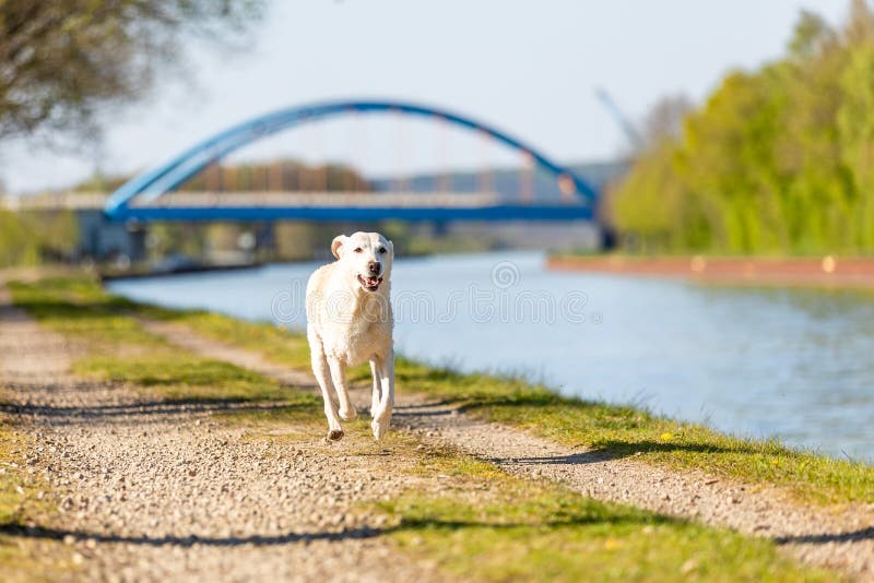 Labrador Runs Fast on a Path Stock Image - Image of outdoors, nature ...