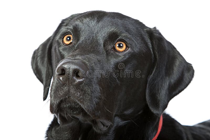 Labrador S Head Against a White Background Stock Image - Image of ...