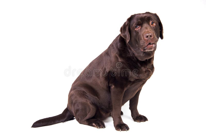 711 Sad Chocolate Labrador Stock Photos - Free & Royalty-Free Stock ...