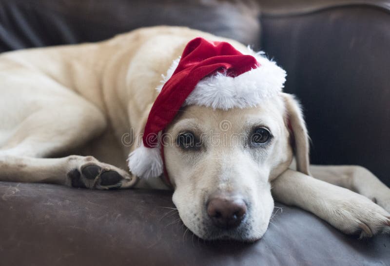 Labrador santa stock photo. Image of season, decoration - 80781678