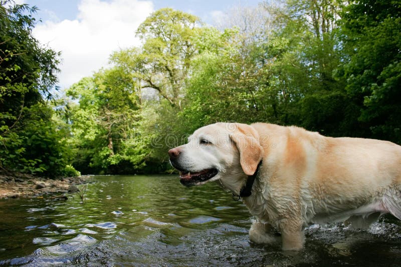 Labrador in Scenic River Low Viewpoint Stock Image - Image of tree ...
