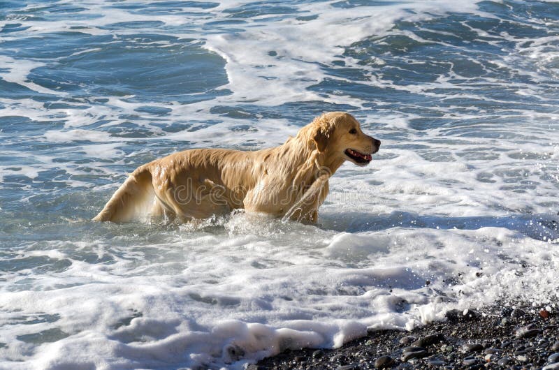 Labrador sea stock photo. Image of save, water, golden - 28555546