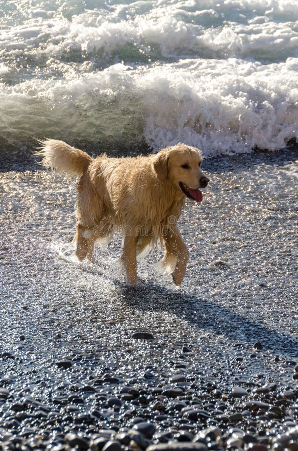 Labrador at sea stock image. Image of water, wave, rocks - 28606261