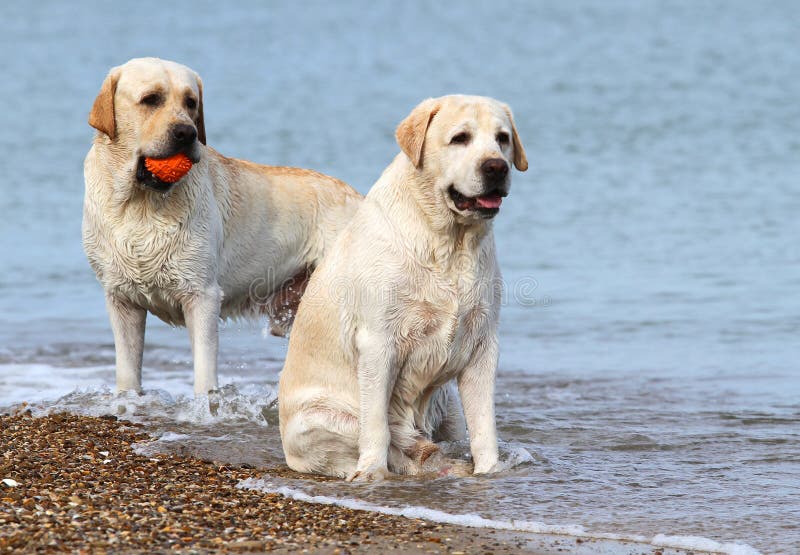 Labrador at the Sea with a Ball Stock Image - Image of black, lovely ...