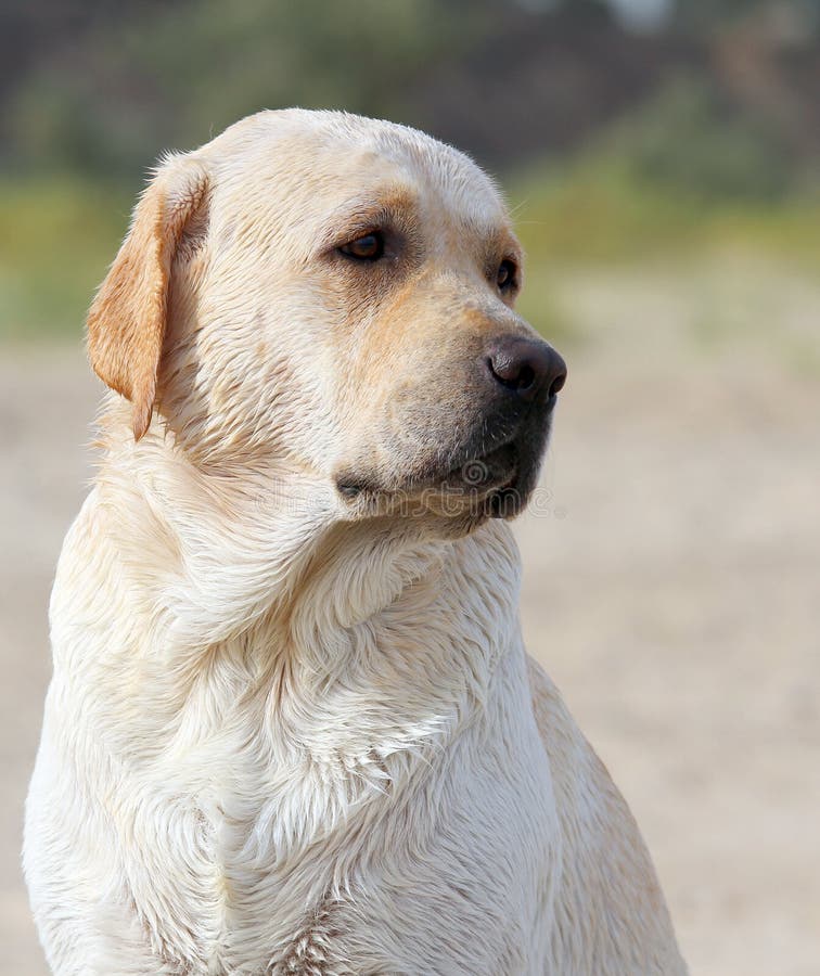 Labrador at the Sea Portrait Stock Photo - Image of golden, breed: 45092606