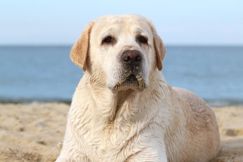 Labrador at the Sea Portrait Stock Photo - Image of sunny, happiness ...