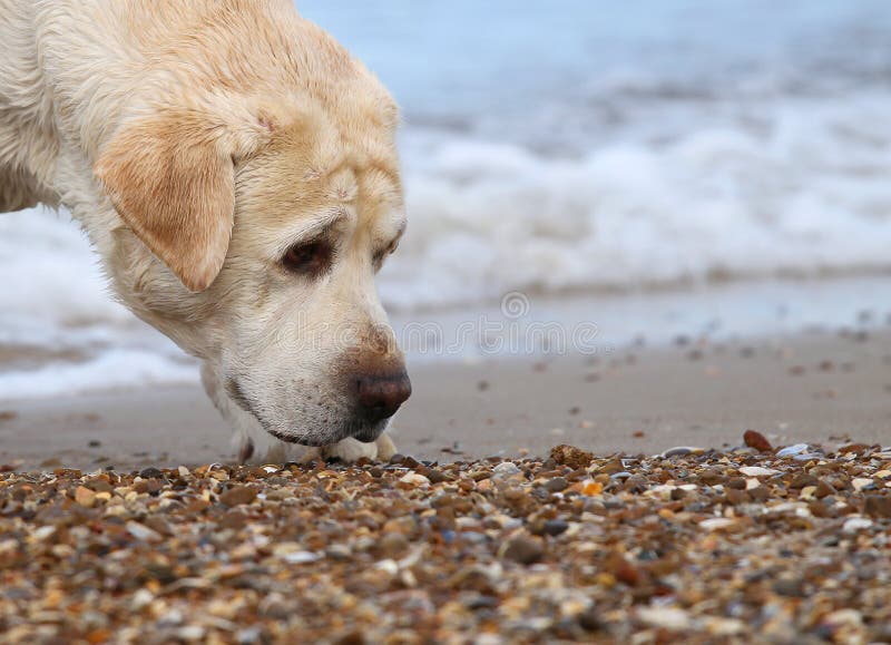 Labrador at the Sea Portrait Close Up Stock Photo - Image of labrador ...