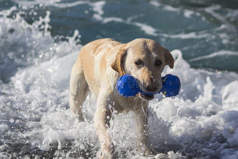 Labrador in the sea stock image. Image of swimming, splashing - 47423465