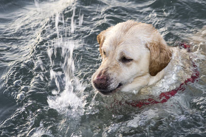 Labrador in the sea stock image. Image of swimming, splashing - 47423465