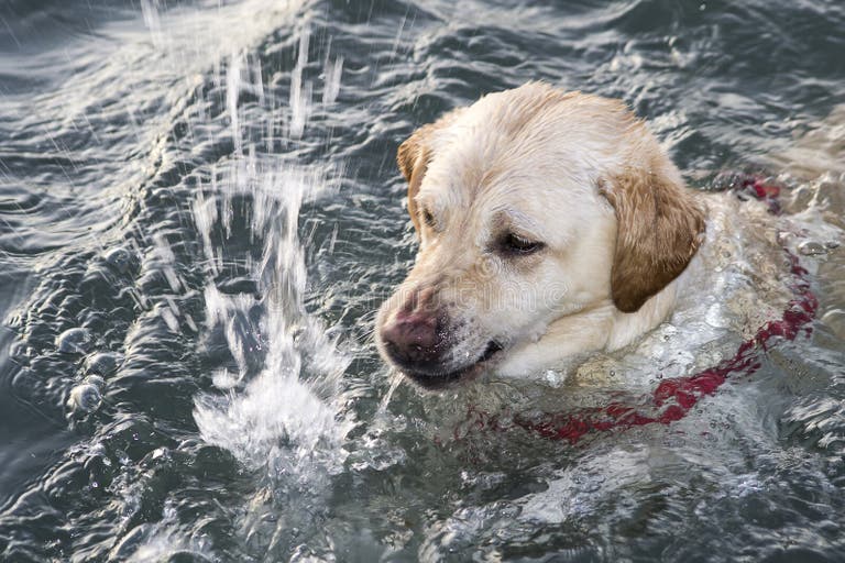 Labrador in the sea stock image. Image of swimming, splashing - 47423465