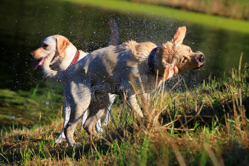 Labrador shaking off stock photo. Image of pure, puppy - 42177784
