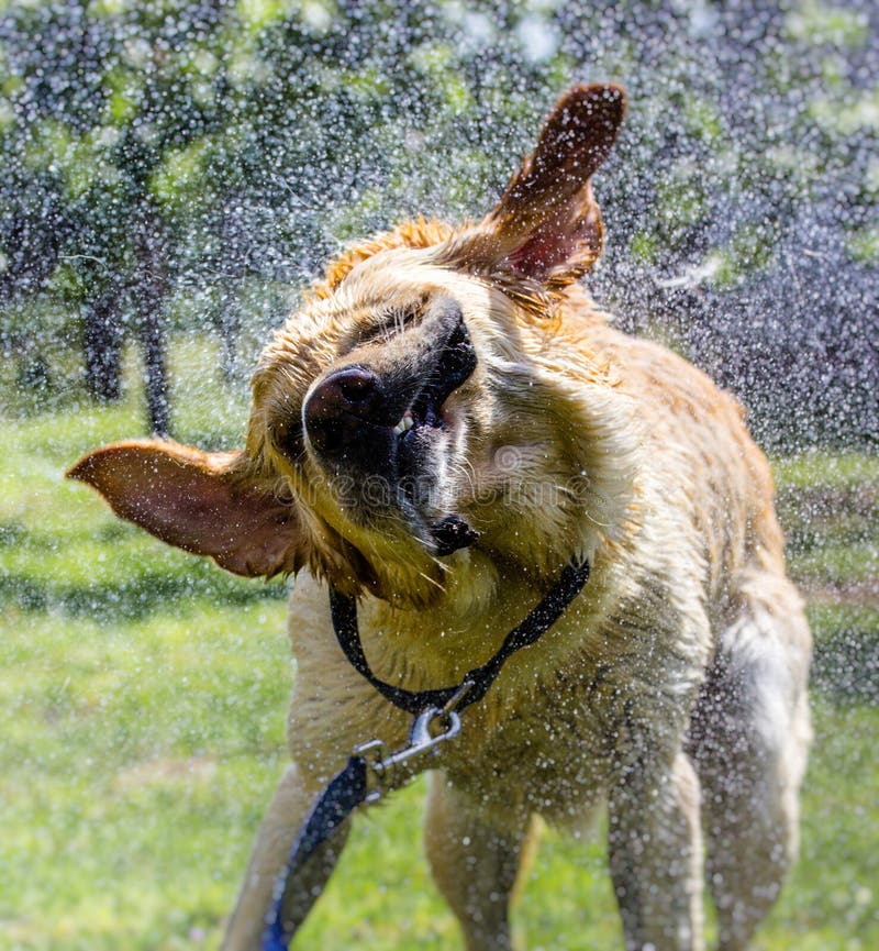 Labrador shaking stock image. Image of looking, canine - 43607757