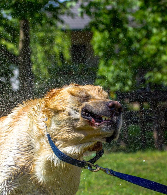 Labrador shaking stock image. Image of canine, portrait - 43607785