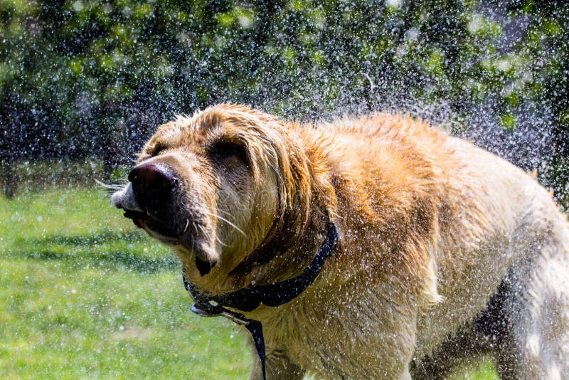 Labrador shaking stock image. Image of little, pedigree - 43608399