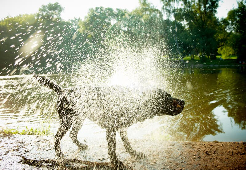 Labrador Shaking Water Off Its Body Stock Image - Image of water, doggy ...