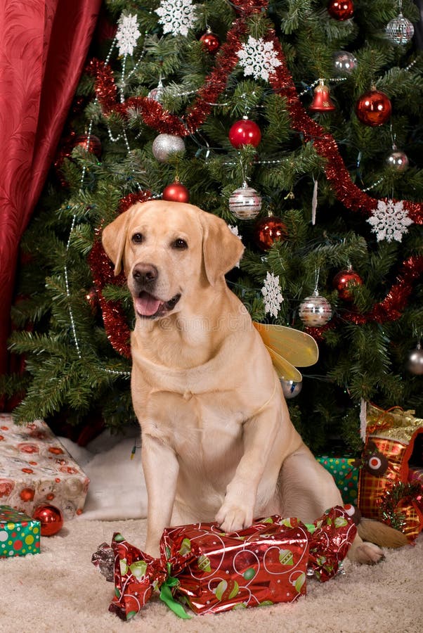 Labrador stock photo. Image of gifts, authority, business - 36032608