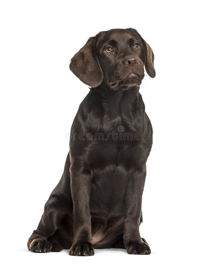 Labrador Dog Sitting Awaiting a Command Stock Image - Image of ...