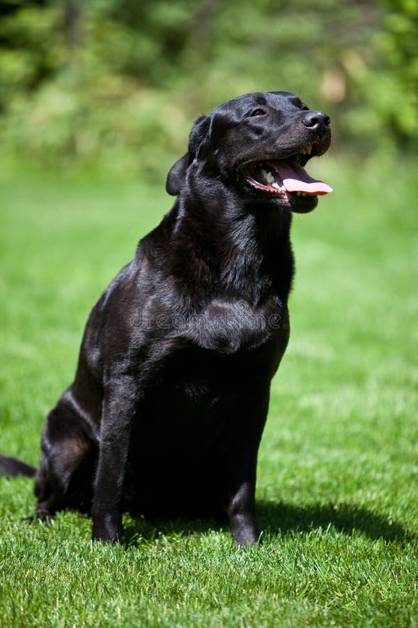 Labrador sitting on meadow stock image. Image of animal - 14939317