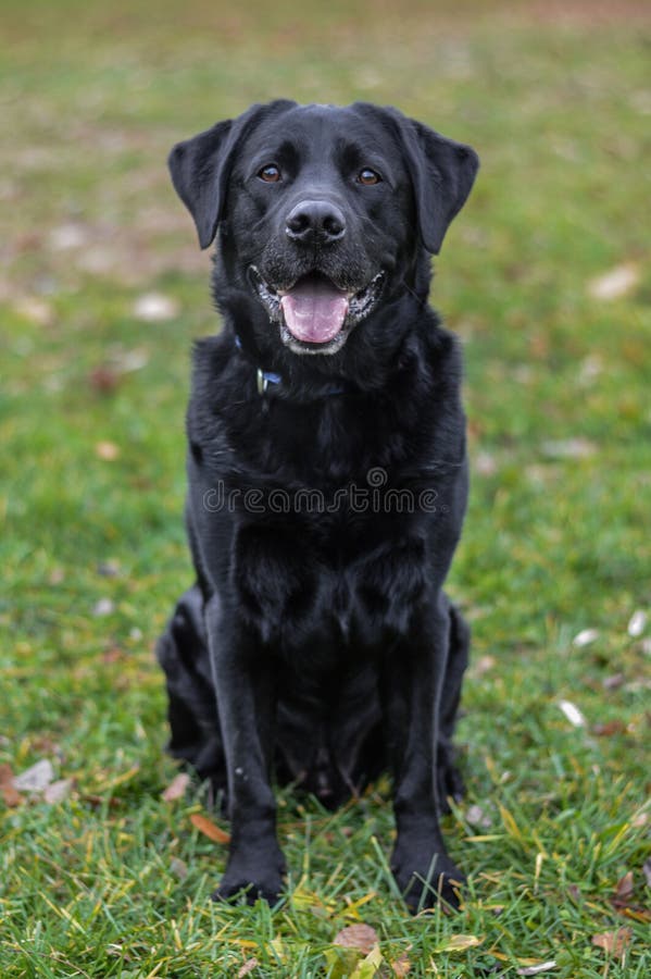 33,307 Labrador Sitting Stock Photos - Free & Royalty-Free Stock Photos ...