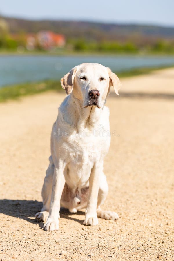 Labrador is Sitting on a Path Stock Image - Image of outdoors, sunshine ...