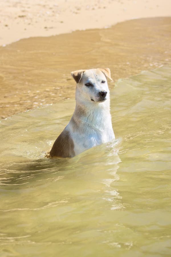 Labrador Sitting in Sea stock photo. Image of nature - 24235060