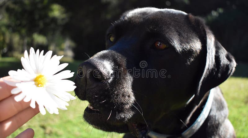168 Labrador Smelling Stock Photos - Free & Royalty-Free Stock Photos ...