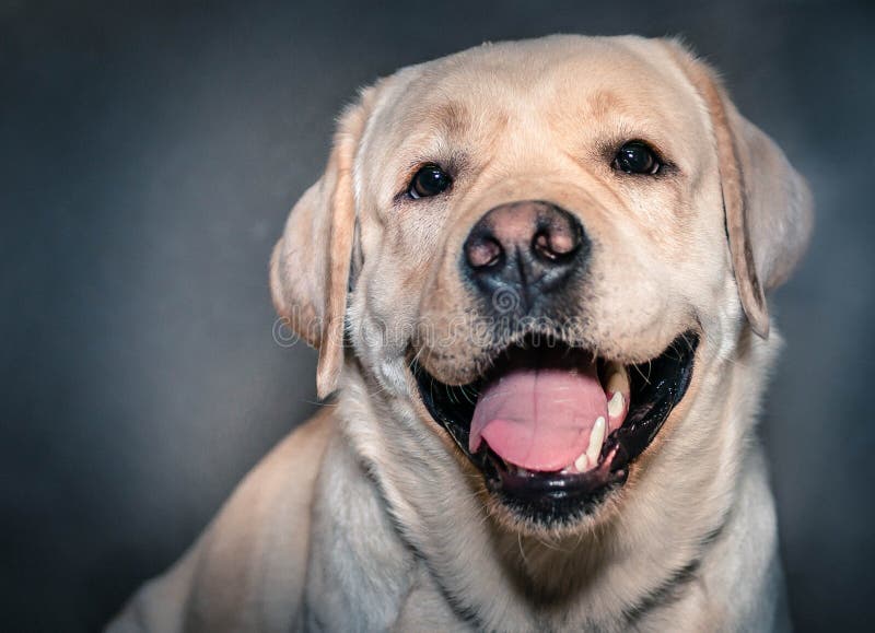 Labrador Dog Smiling Face Closeup Stock Photo - Image of play, closeup ...