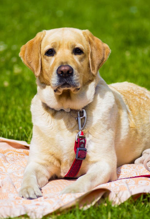 Labrador Smiling stock photo. Image of nature, pile, looking - 623482