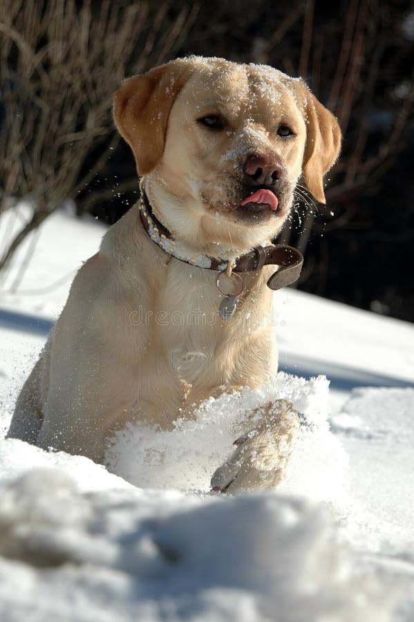 Labrador and Snow stock image. Image of retriever, snow - 2835367