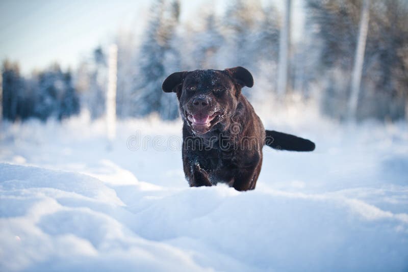 Labrador in the snow stock photo. Image of green, female - 44974910