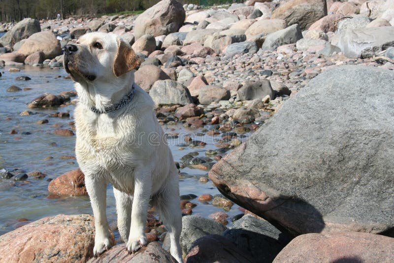 Labrador standing stock image. Image of beack, doggy, white - 482021