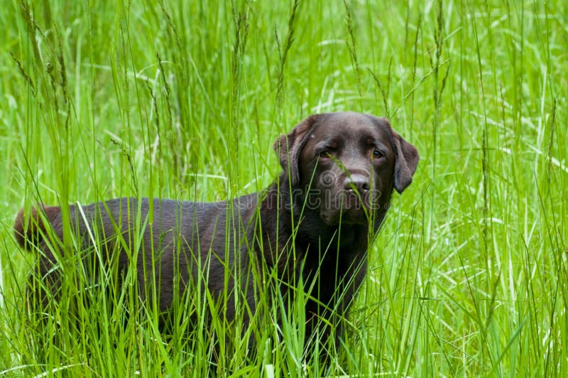 Labrador Standing in Grass stock image. Image of eyes - 14446099