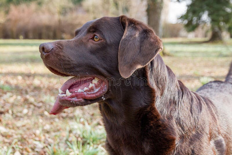 Labrador Stands Upside Down, Panting Expectantly Outdoors Stock Photo ...