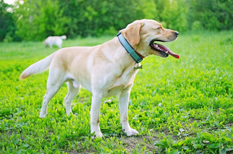 Labrador Summer Day on the Grass. Stock Image - Image of smile, summer ...