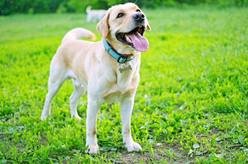 Labrador Summer Day on the Grass. Stock Photo - Image of summer, cute ...