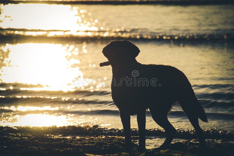 Lainetus Stock Photos - Free & Royalty-Free Stock Photos from Dreamstime