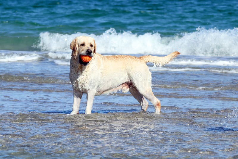 Labrador Swimming in the Sea with a Ball Stock Photo - Image of looking ...