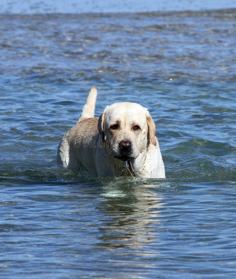 A Labrador Swimming in the Sea Stock Photo - Image of labrador, sand ...