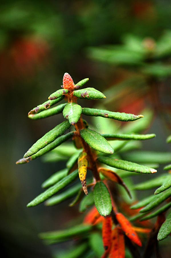 Labrador tea stock image. Image of flower, tree, plant - 2179297