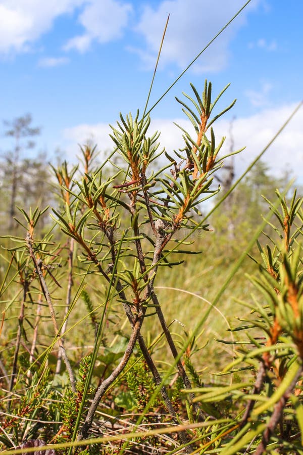 Labrador tea stock photo. Image of healthy, season, marsh - 61974120