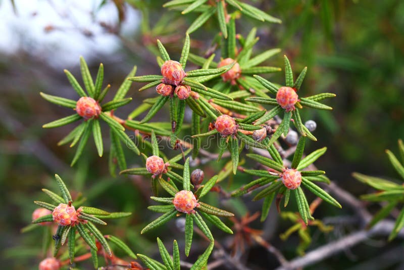 Labrador tea stock image. Image of flower, tree, plant - 2179297