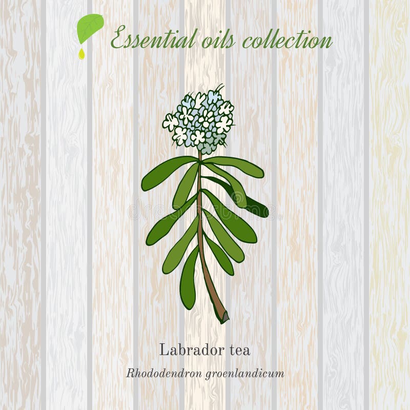 Labrador tea stock vector. Illustration of aromatic, essential - 78834348