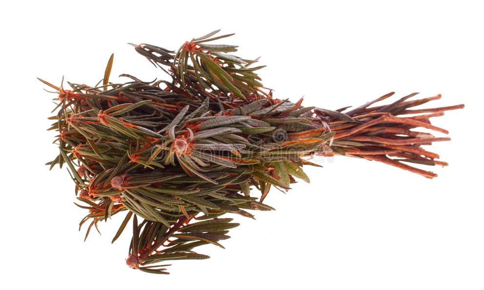 Labrador Tea Herb stock image. Image of eating, nature - 46849903
