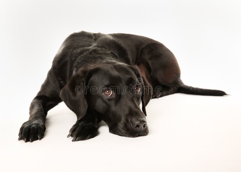Labrador triste photo stock. Image of down, crabot, noir - 36658772