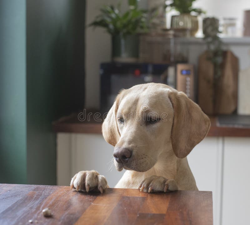 Labrador Up on the Kitchen Surface Looking for Food Stock Image - Image ...