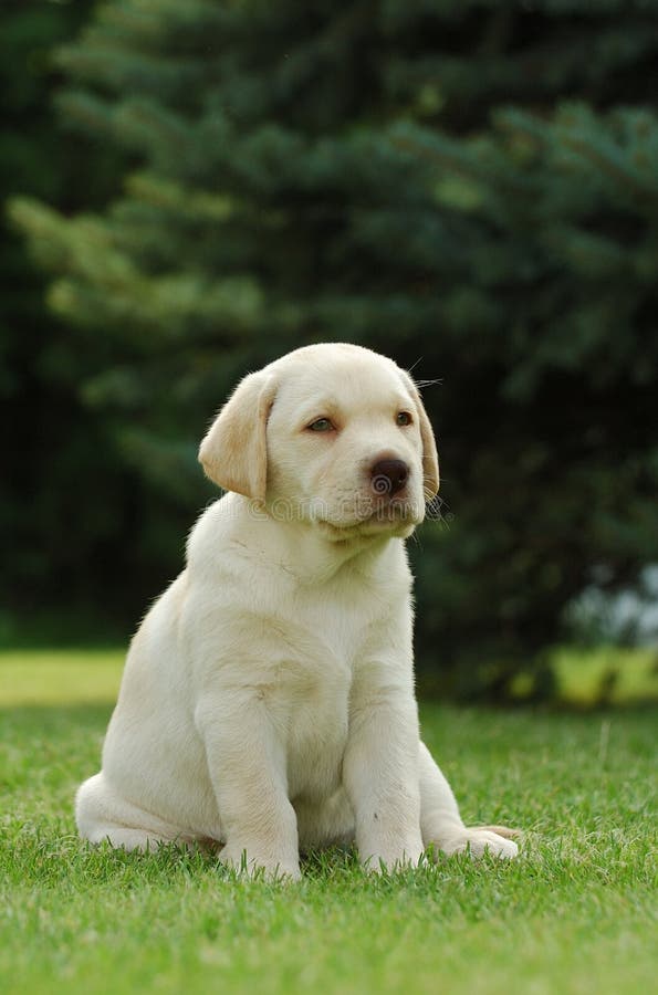 Labrador valp fotografering för bildbyråer. Bild av husdjur - 1400661