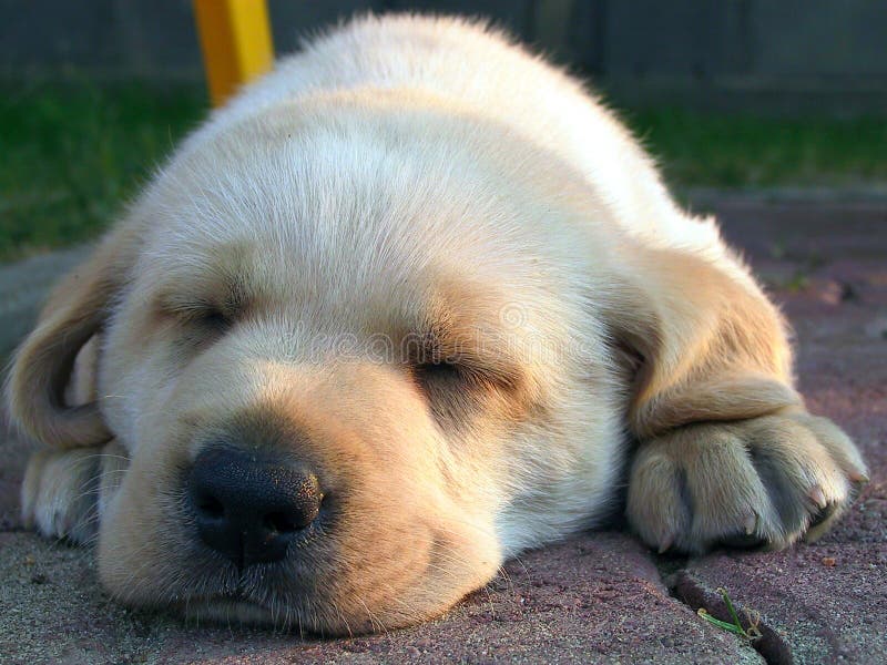Labradorvalp Som Ligger På Svart Bakgrund Arkivfoto - Bild av angus ...