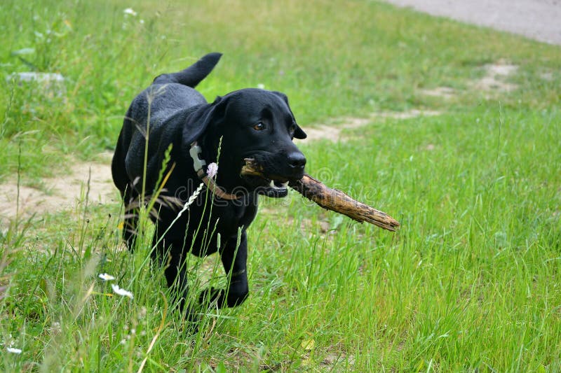 Labrador stock image. Image of playing, pets, portrait - 43846677